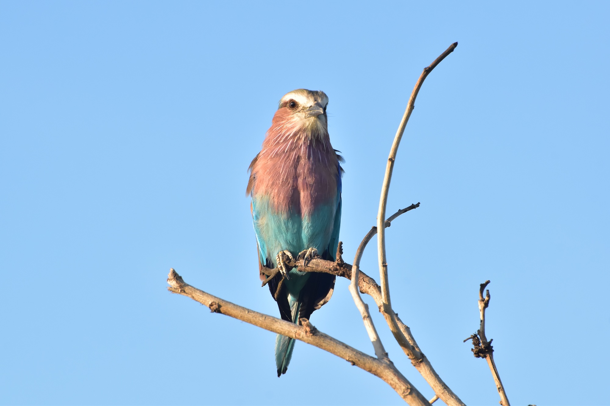 Green Season Botswana | Blog | Expert Africa