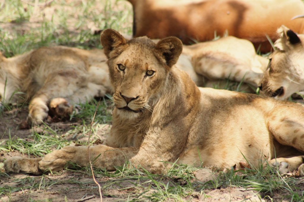 Lions Finally Back on the Loose in Kafue, Zambia | Blog | Expert Africa