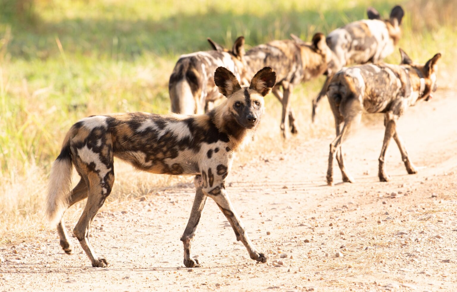 Blog | Expert Africa