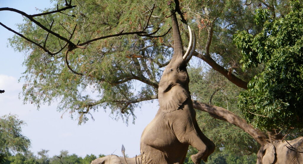 Blog | Expert Africa