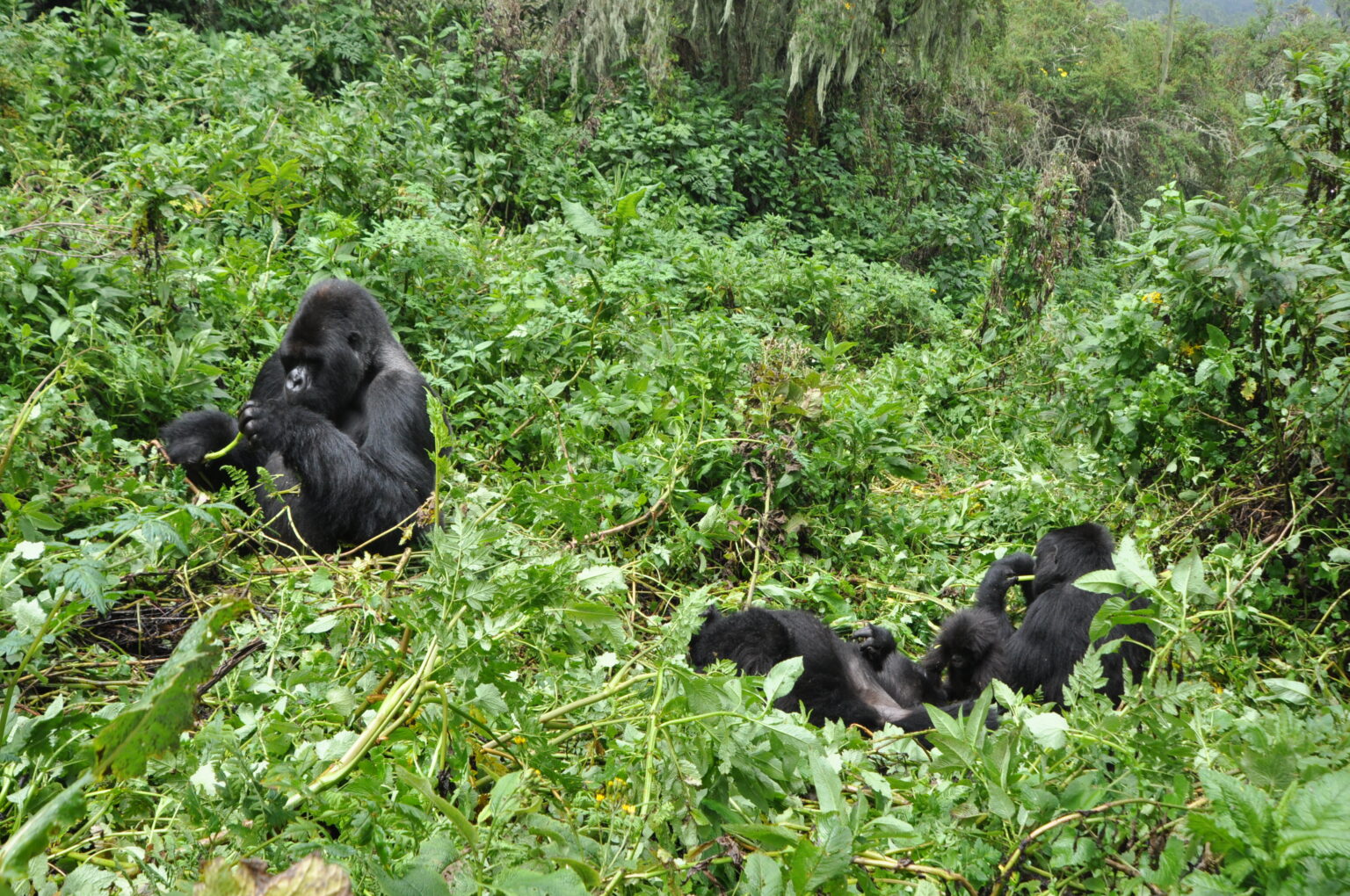 How many gorillas? | Blog | Expert Africa